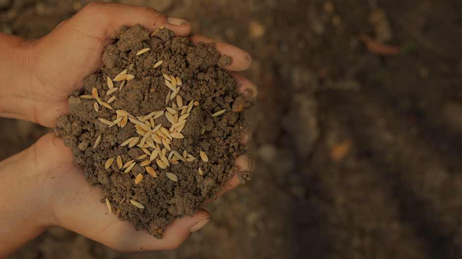 Digitisation & Traceability in the Seed Industry | SourceTrace Systems